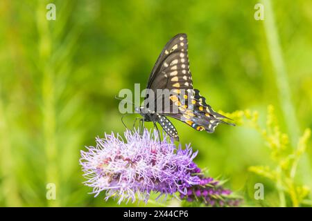 Black Swallowtail male on Prairie blazing star, Rock Cave Nature ...