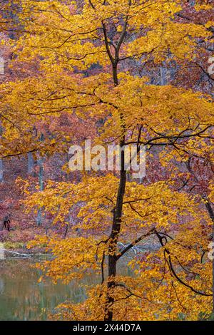 Fall color at Stephen A. Forbes State Park, Marion County, Illinois ...
