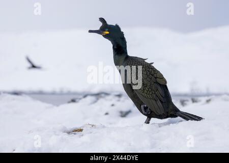 Common shag (Phalacrocorax aristotelis), feather crest, winter, in the ...