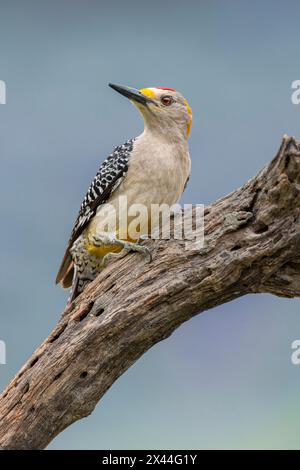Golden Fronted Woodpecker Rio Grande Valley Texas Stock Photo Alamy