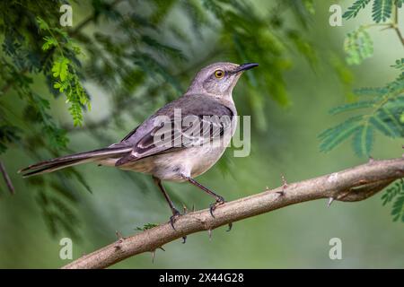 Northern mockingbird, singing, Rio Grande Valley, Texas Stock Photo - Alamy
