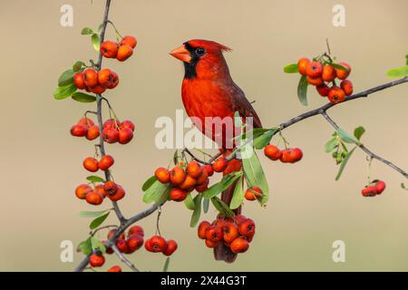 Male Northern Cardinal. Rio Grande Valley, Texas Stock Photo - Alamy