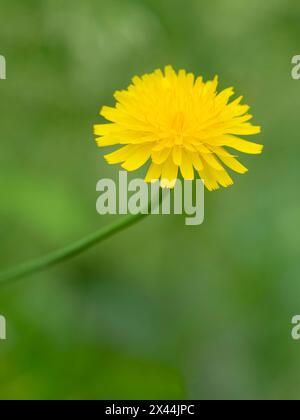 USA, Washington State. Cat's-ear flower Stock Photo - Alamy