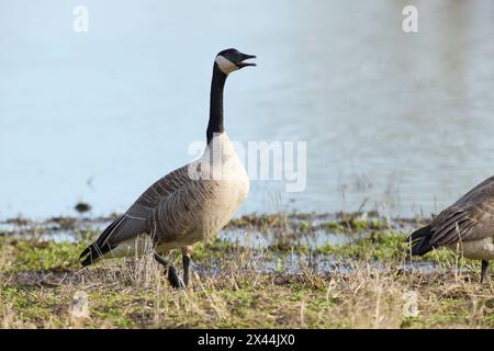 Canada goose honking before taking flight Stock Photo - Alamy