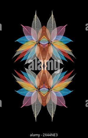 Multi-colored skeleton leaves arranged on black background Stock Photo ...