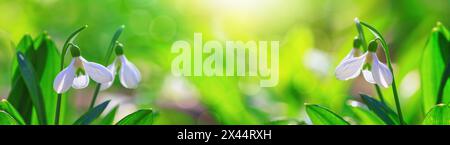 Beautifull snowdrops - blooming white flowers in early spring in the ...