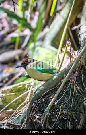 Noisy Pitta (Pitta versicolor Stock Photo - Alamy