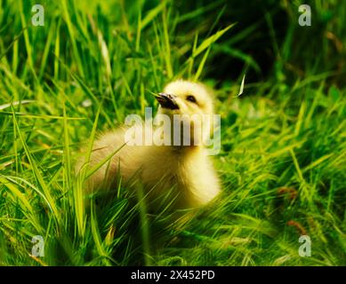 Canada Goose Gosling at RSPB Rainham Marshes Nature Reserve , Purfleet ...