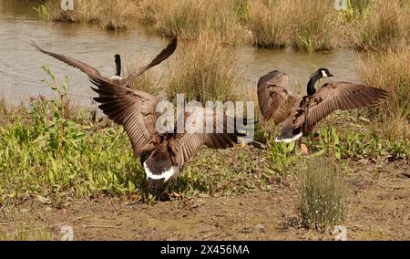 Canada Goose at RSPB Rainham Marshes Nature Reserve , Purfleet, Essex ...