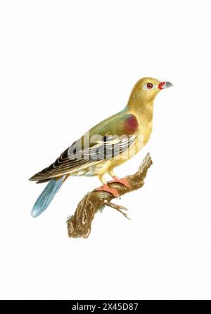 Dove. Vintage inspired bird art. Digital Watercolor painting on a soft ...