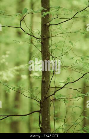 single tree in spring with no leaves isolated in green meadow against ...