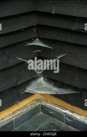 Multiple spiders web in a corner by black walls Stock Photo - Alamy