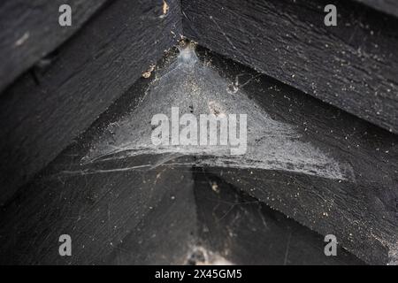 Multiple spiders web in a corner by black walls Stock Photo - Alamy