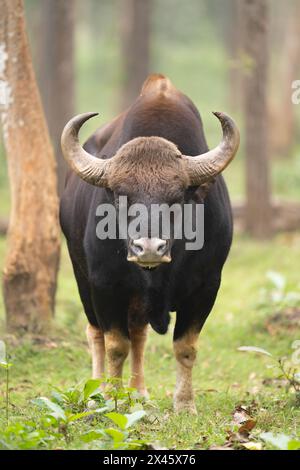 Indian Gaur head shot close view in the wild forest of Pench, India ...