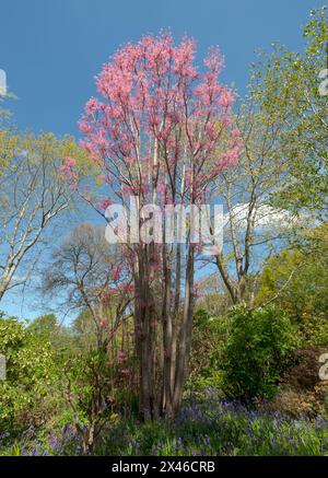 Toona tree (Toona sinensis 'Flamingo'). Photographed at RHS Wisley, UK ...