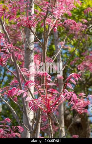 Toona tree (Toona sinensis 'Flamingo'). Photographed at RHS Wisley, UK ...