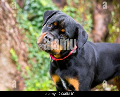 curious rottweiler dog with collar looking up while sitting in front of ...