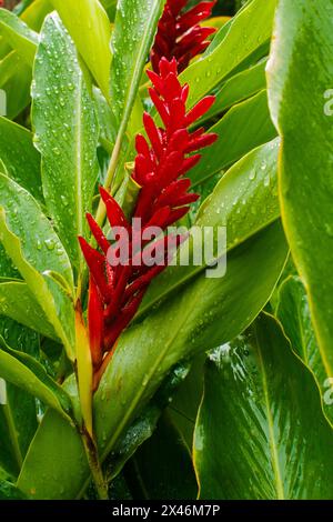 Garden with the Alpinia purpurata plant, also known as red ginger ...