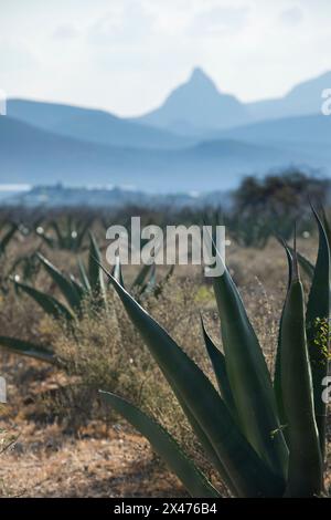 Afternoon view of rows of agave fields, with the iconic Peña de Bernal ...