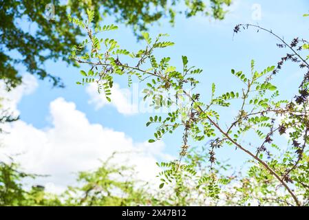 Wild indigo or anil, indigofera suffruticosa, shrub plant commonly used ...