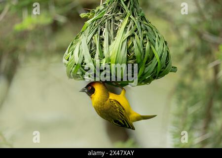 Africa, Tanzania. A masked weaver works on perfecting his next Stock ...