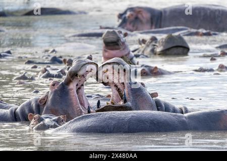 Africa, Tanzania. Hippos yawn to show their teeth Stock Photo - Alamy