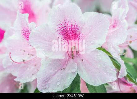 Japan, Kyoto. Azalea Stock Photo - Alamy