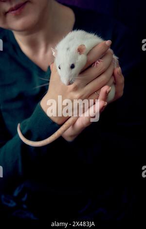 husky dumbo rat cuddles with its owner Stock Photo - Alamy