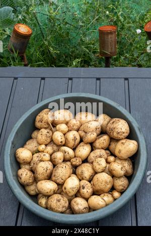 Freshly harvested, British Queen, potatoes in an allotment. Summer ...