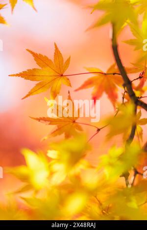 Maple Tree Avenue at Koishikawa Botanical Garden Stock Photo - Alamy