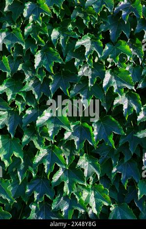 Italy, Sicily, ivy plant (Hedera) on a garden's wall Stock Photo - Alamy
