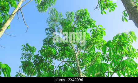 Heave Brasiliansis or old rubber tree with green and lush leaves Stock ...