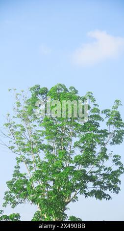 Heave Brasiliansis or old rubber tree with green and lush leaves Stock ...