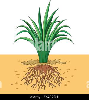 Illustration of Plant Taproot Structure Stock Vector Image & Art - Alamy