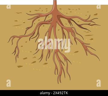 Root Vector Illustration – Plant Root System Design, Growth, and Nature ...
