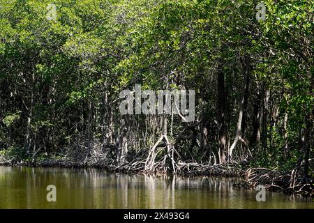 4/17/24, Everglades City, Florida, United States View of mangroves in ...
