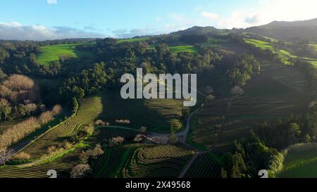 4k Aerial view of green Tea plantations terrace. Azores tea fields ...