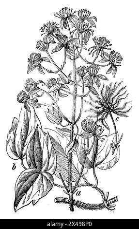 Traveller's-joy, a inflorescence, b leaf, c fruit head, Clematis ...