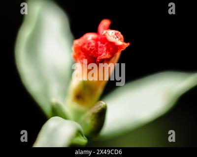 Withered pink rose moss flower under macro photography Stock Photo - Alamy