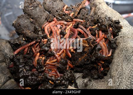 Gardner with gloves on holding handful of earthworms out of domestic ...