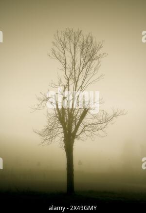 sad and lonely tree in an apocalyptic context Stock Photo - Alamy