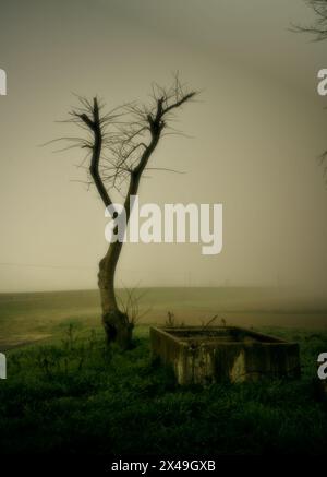 sad and lonely tree in an apocalyptic context Stock Photo - Alamy