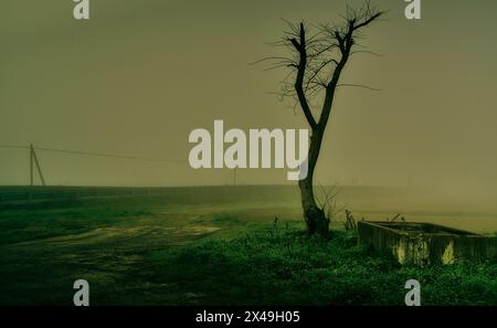 sad and lonely tree in an apocalyptic context Stock Photo - Alamy