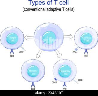 Types of T cell. Helper and Regulatory white blood cell, Natural killer ...