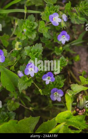 Close up Small Violet of grass flower Stock Photo - Alamy