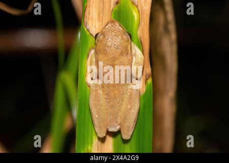 Yellow-striped Reed Frog (Hyperolius semidiscus) in winter Stock Photo ...