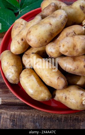 Ratte potato, La Ratte, La Reine Ratte du Touquet, or Asparges small ...