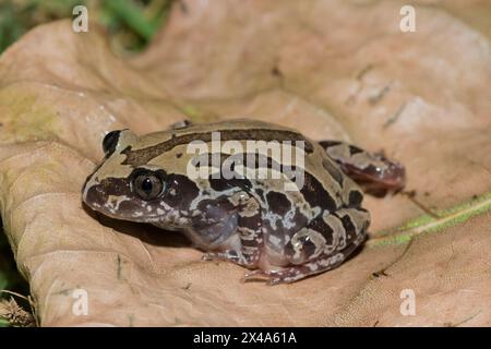 Bubbling Kassina, also known as a Senegal running frog (Kassina ...