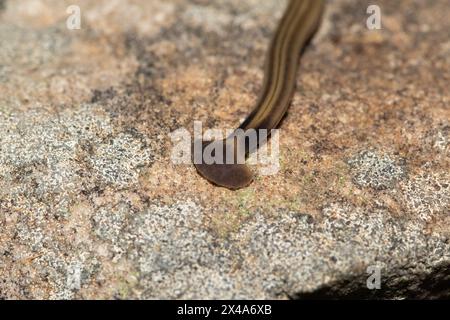 Shovel-headed Garden Worm (Bipalium kewense) on leaf, Klungkung, Bali ...