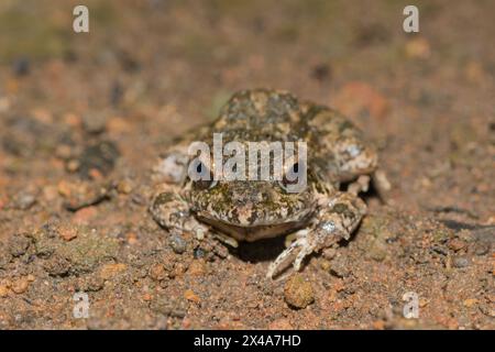 Beautiful Natal sand frog (Tomopterna natalensis Stock Photo - Alamy